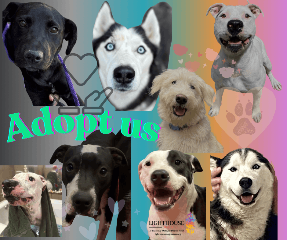 Vote for Lighthouse Dog Rescue