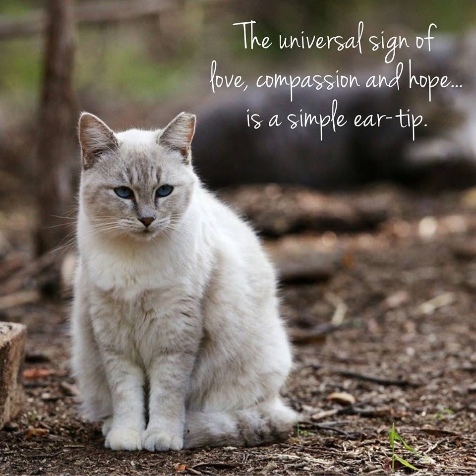 Vote for Community Cat Allies